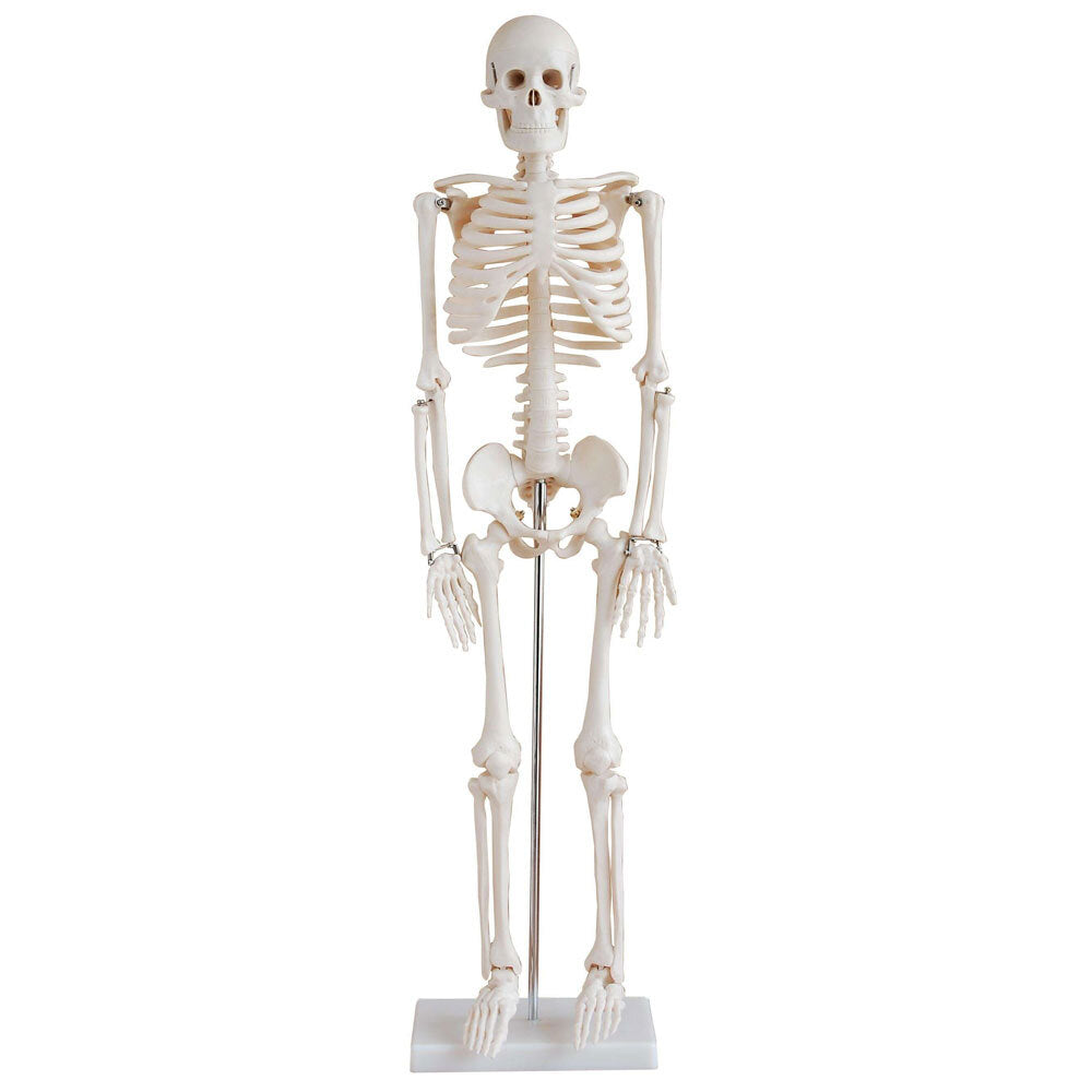 Skeleton Model 33.5" - Lierre.ca
