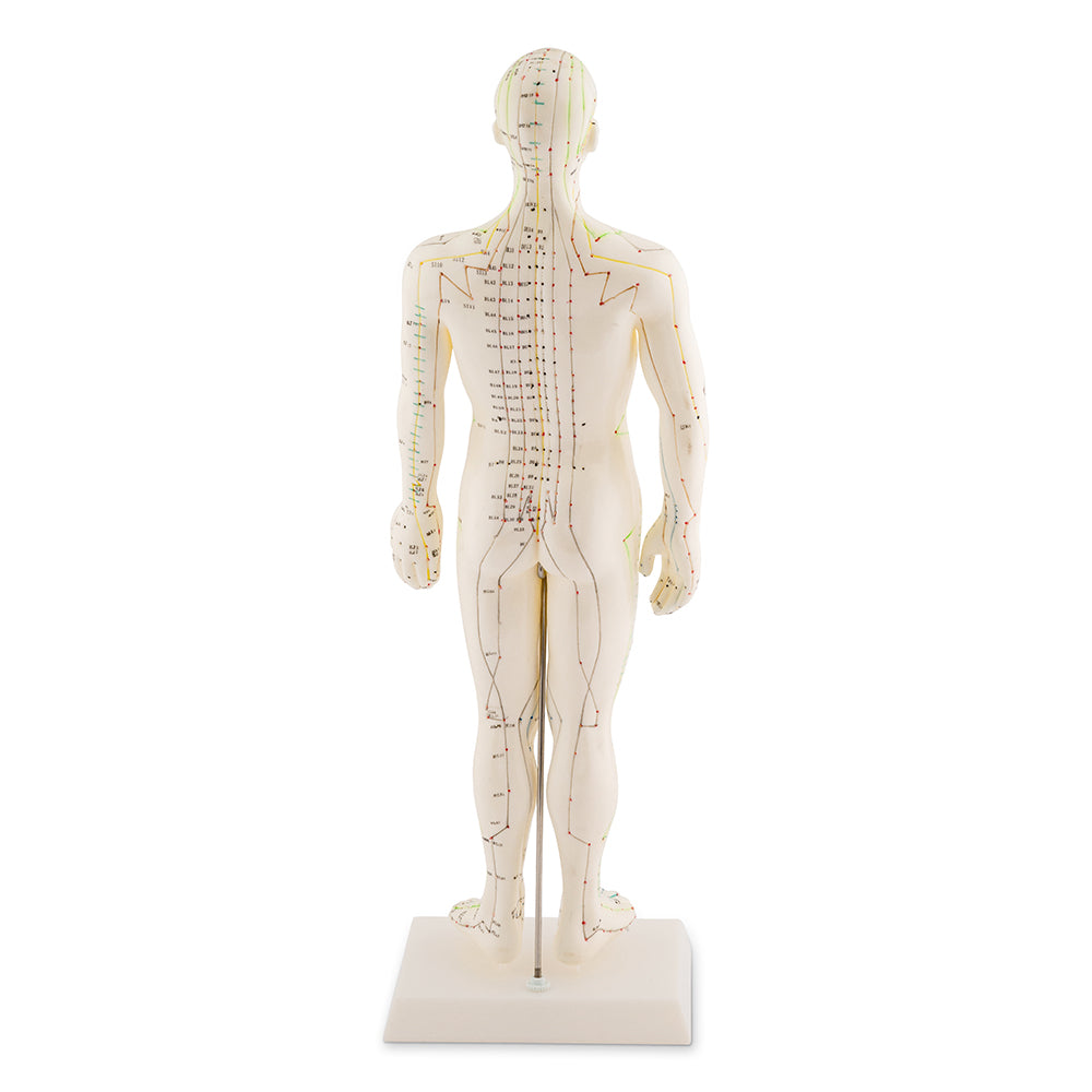 Male Acupuncture Model 50cm - Lierre.ca
