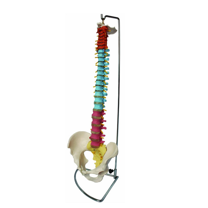 Life Size Fully Flexible Spinal Model 34" - Lierre.ca