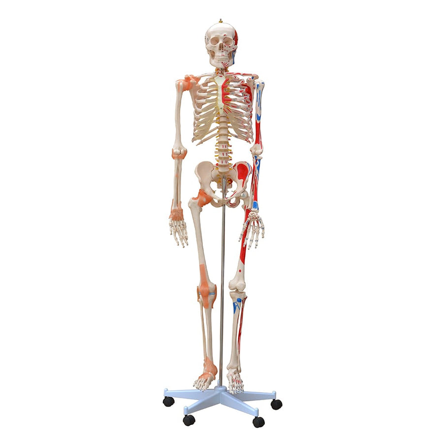 Skeleton Model - With Muscles and Ligaments - Lierre.ca