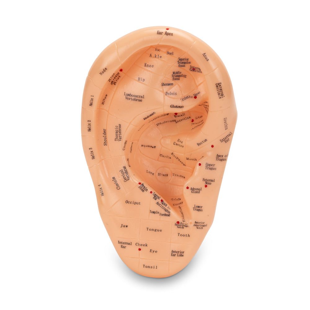 Zone Ear Model - Lierre.ca